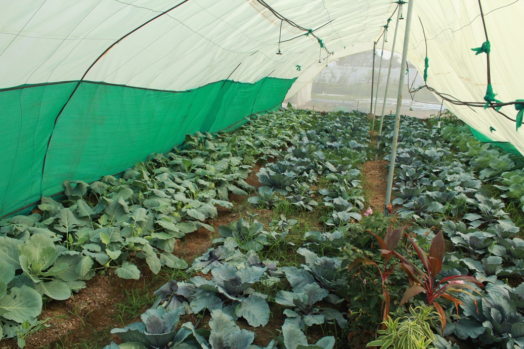 Protected Cultivation (Green House) - Centurion